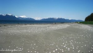 Secret Hike in Glacier Bay National Park