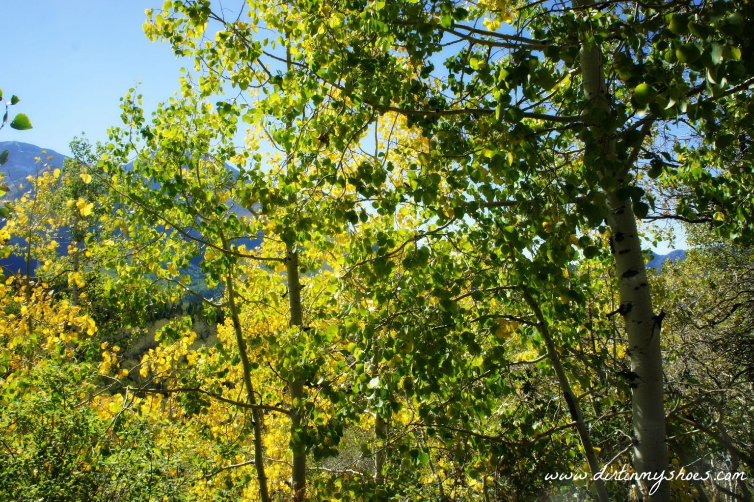 The Best of Utah! Fall Colors Along the Scenic Alpine Loop