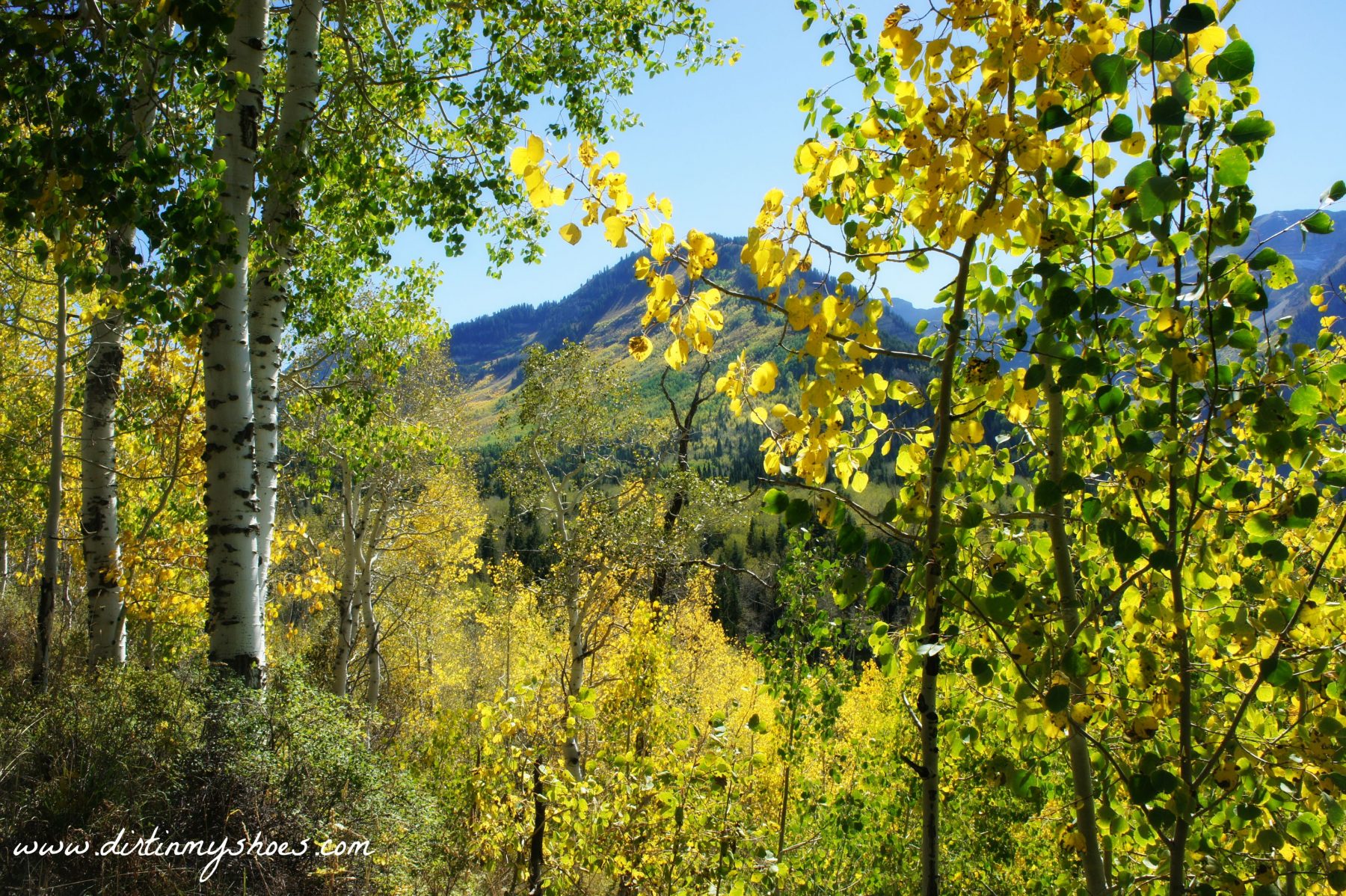 The Best of Utah! Fall Colors Along the Scenic Alpine Loop