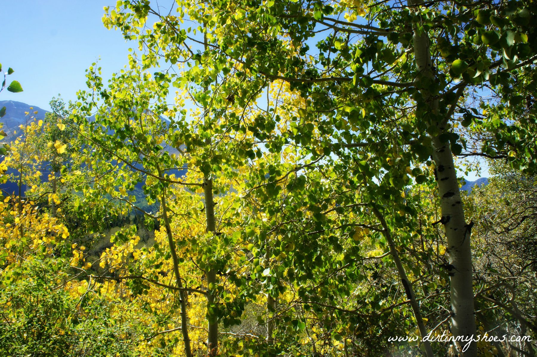 The Best of Utah! Fall Colors Along the Scenic Alpine Loop