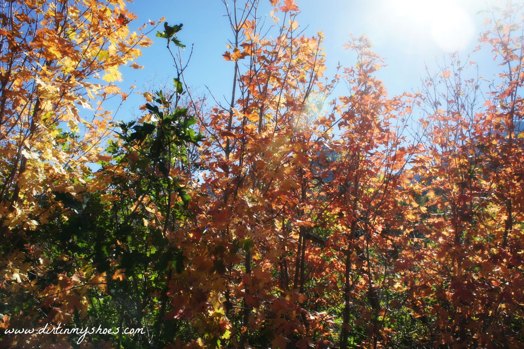 The Best of Utah! Fall Colors Along the Scenic Alpine Loop