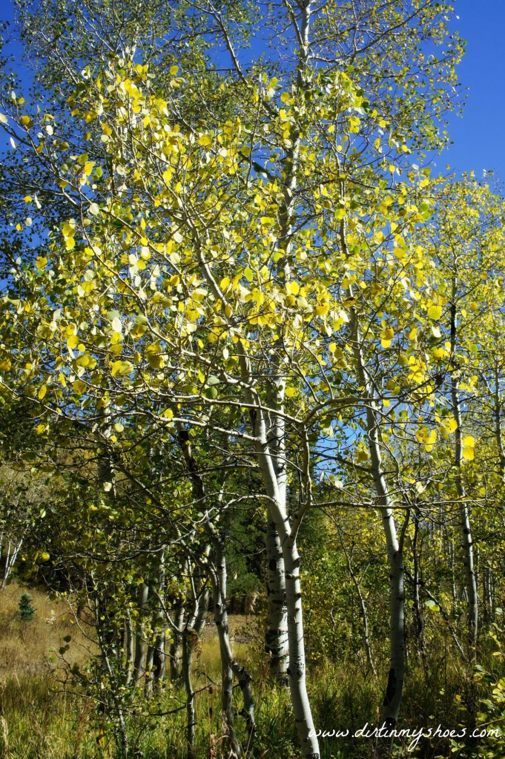 The Best of Utah! Fall Colors Along the Scenic Alpine Loop
