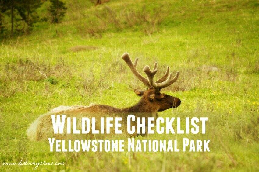 Yellowstone National Park -- the ULTIMATE Guide! ⋆ Dirt In My Shoes