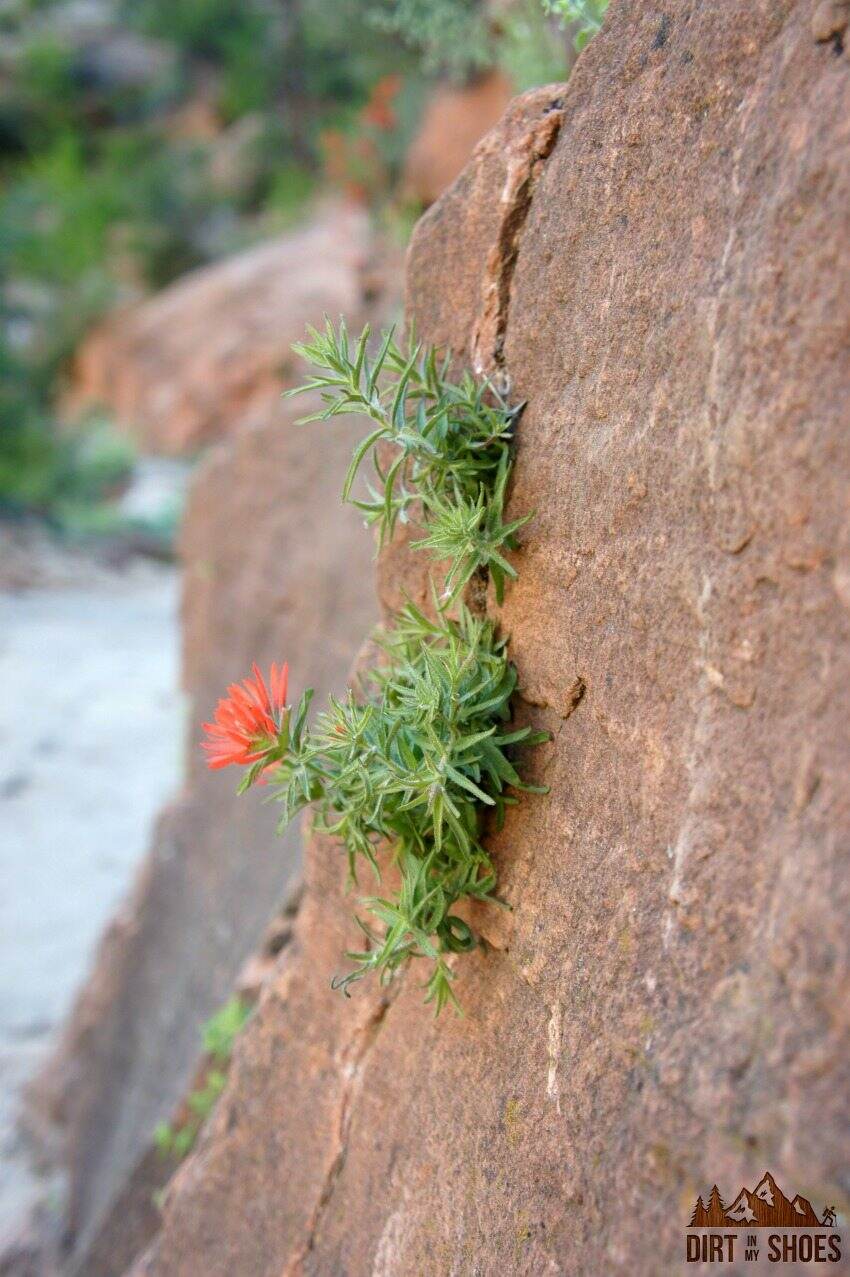The Observation Point Trail Guide — Zion National Park