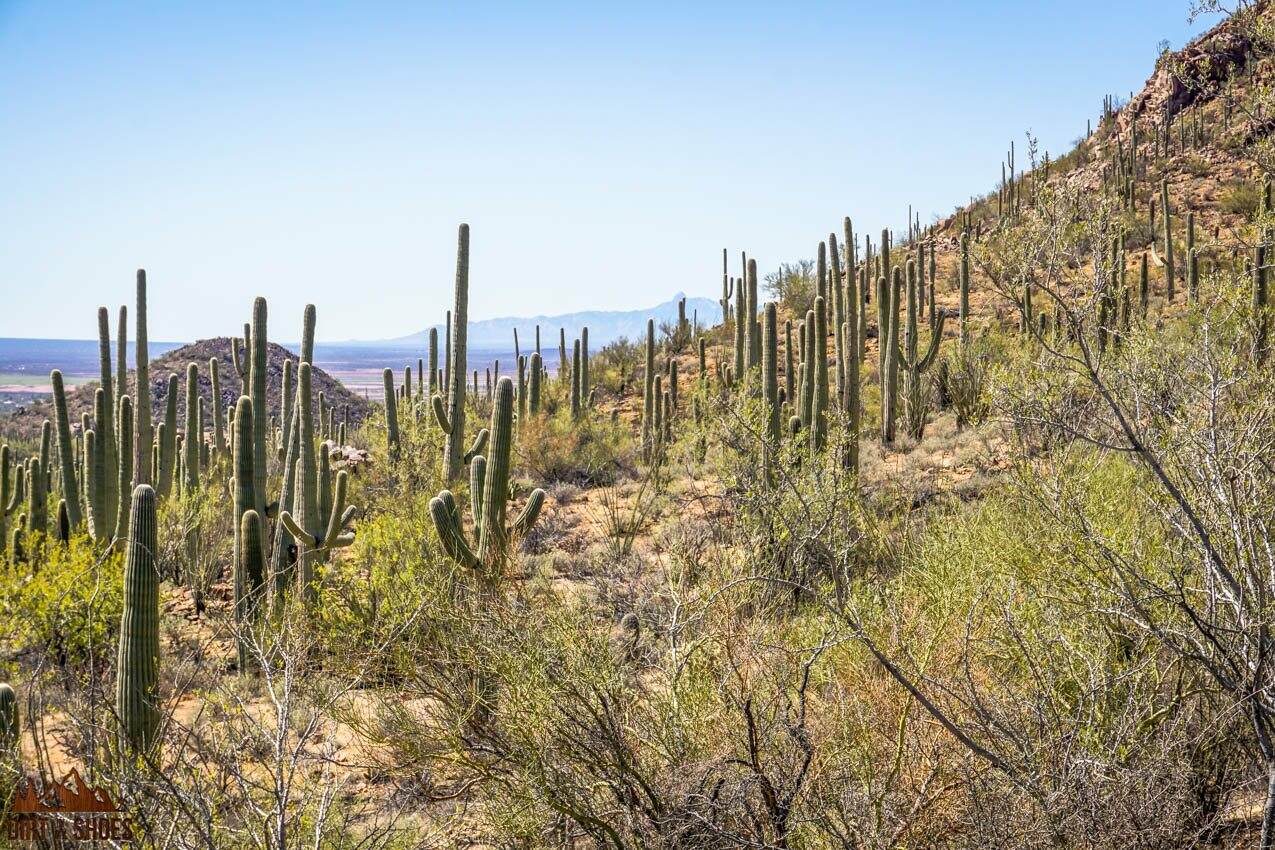 5 Things You Can't Miss On Your First Visit to Saguaro - Page 2 of 3