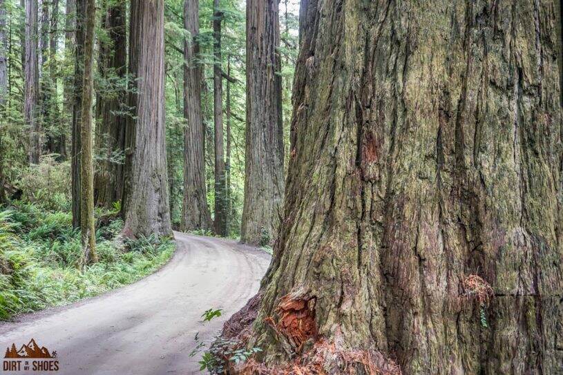 10 Things You Can't Miss On Your First Visit to the Redwoods - Page 3 of 3
