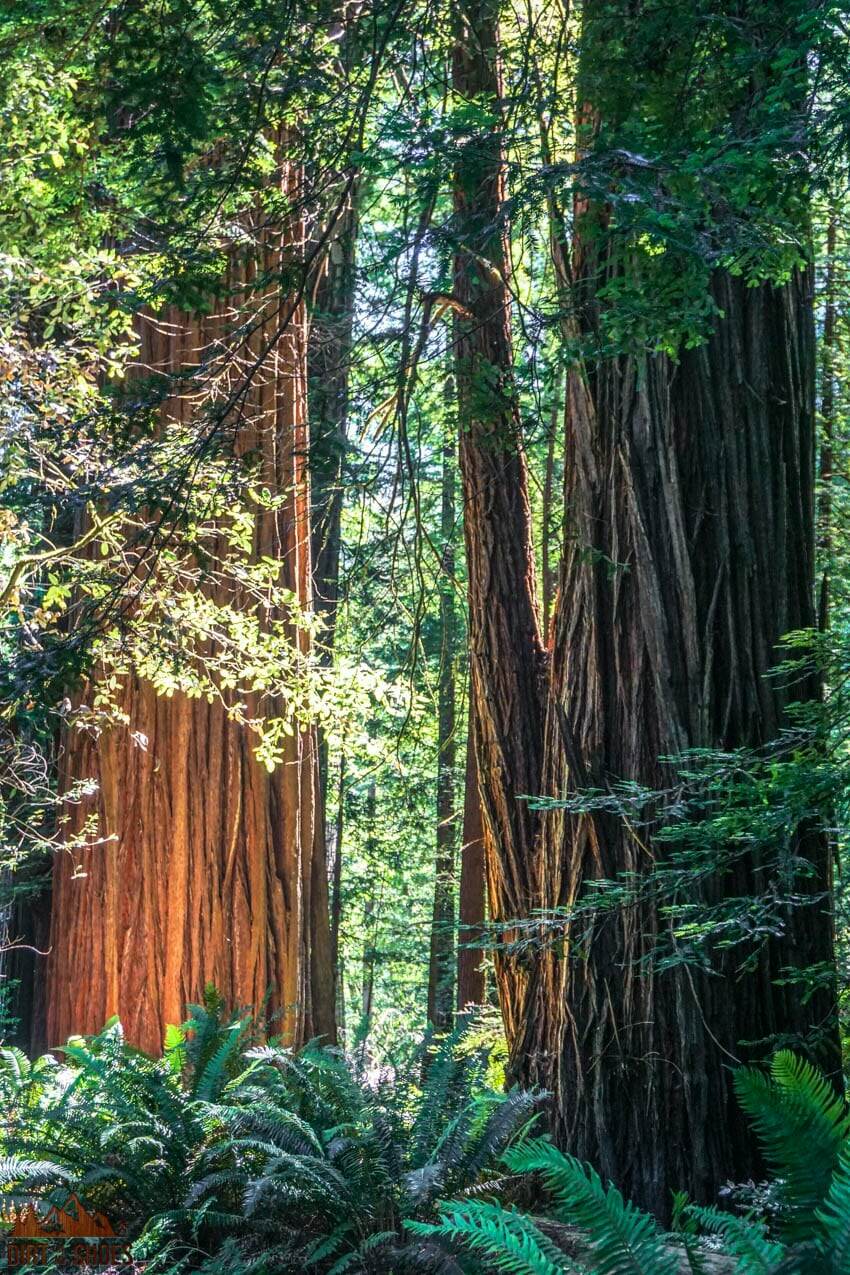 10 Things You Can't Miss On Your First Visit to the Redwoods - Page 3 of 3