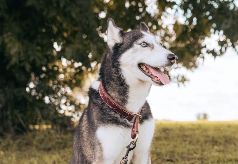 Is Great Smoky Mountains National Park Dog Friendly Dirt In My Shoes is-great-smoky-mountains-national-park-dog-friendly-dirt-in-my-shoes