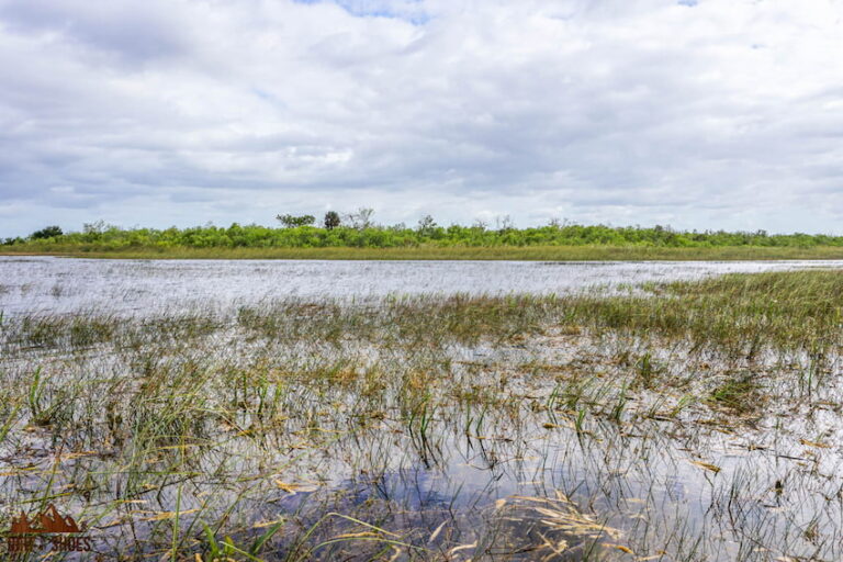 5 Best Short and Easy Hikes in Everglades National Park