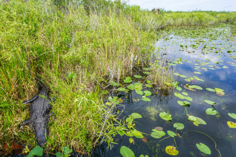 The Ultimate Everglades Trip Planning Guide