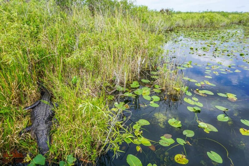 The Best and Closest Airports to Everglades National Park