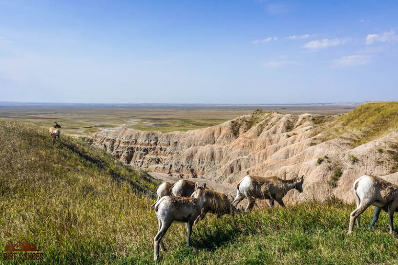 The Ultimate Badlands Trip Planning Guide