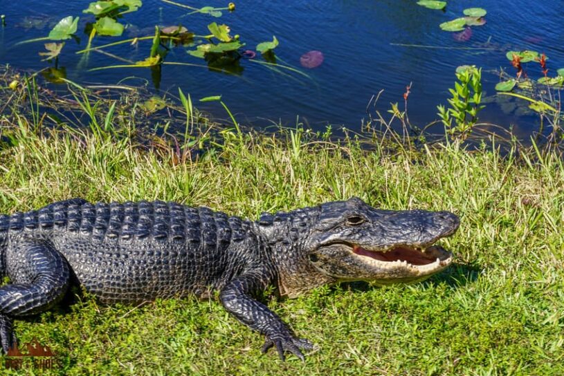 Everglades Fun Facts