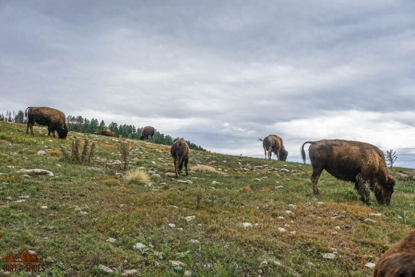 The Ultimate Wind Cave Trip Planning Guide - Dirt In My Shoes