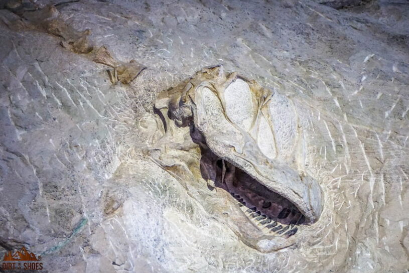 Fossils in the Parks — Dinos, Creatures, and Other Really Cool Stuff!