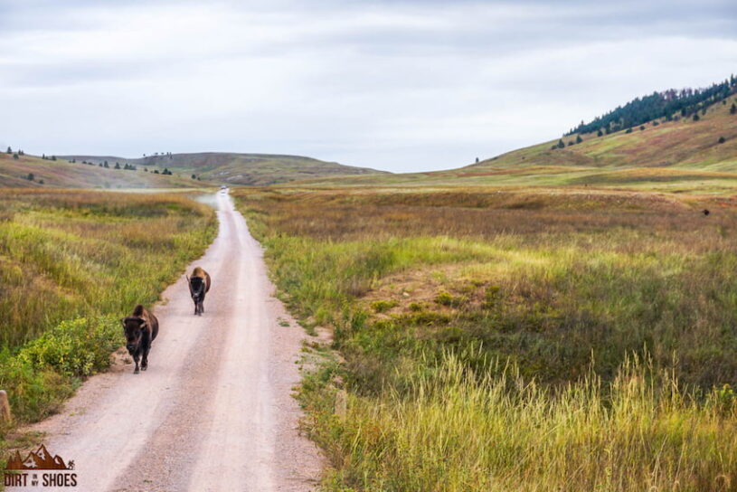 The Ultimate Wind Cave Trip Planning Guide - Dirt In My Shoes