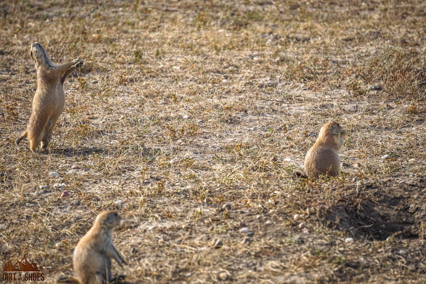 Best Things to Do in Badlands National Park (For Every Traveler)