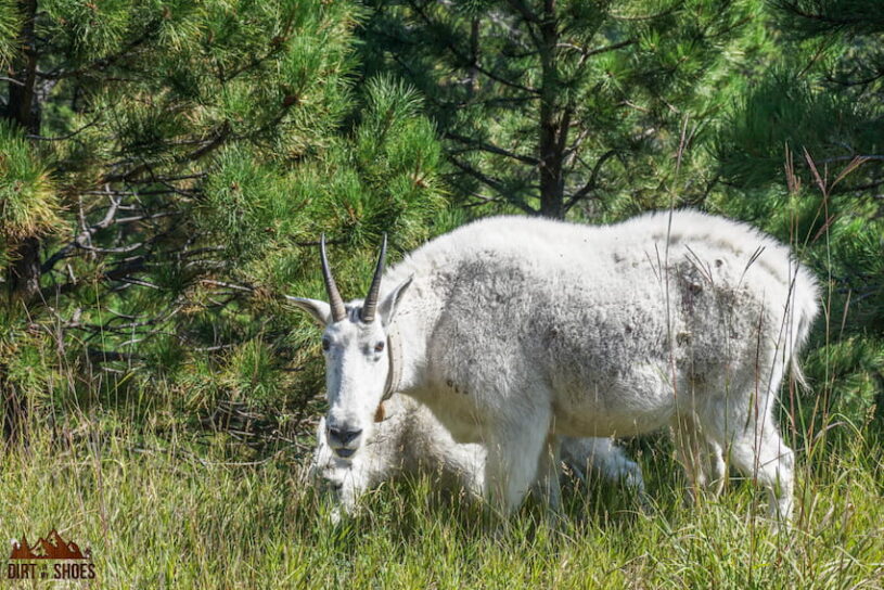 Dogs at Mount Rushmore: Pet Rules Explained
