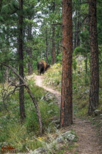 5 Best Short and Easy Hikes in Wind Cave National Park