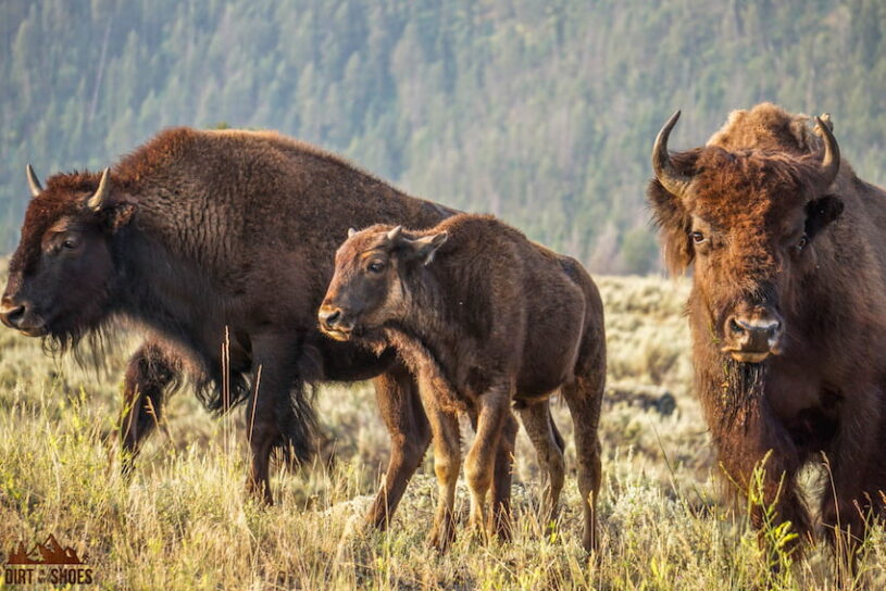 Stupid National Park Behavior - Dirt In My Shoes