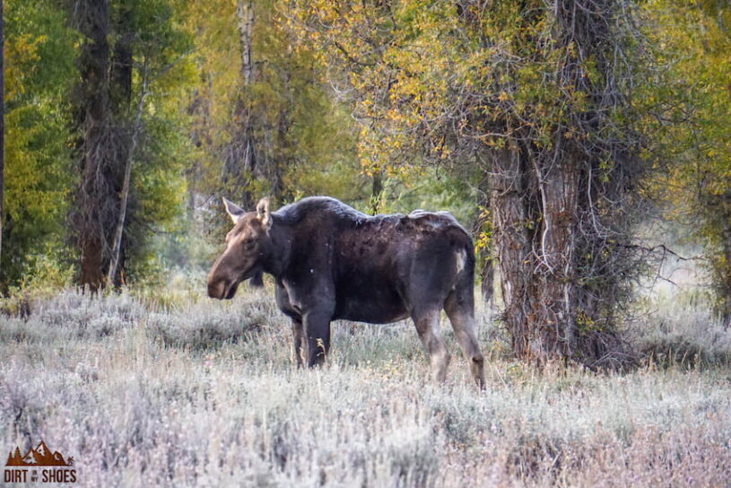 Best Places to See Wildlife in Yellowstone National Park