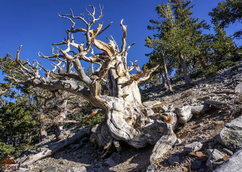 Exploring Great Basin National Park: Best Tips + Activities