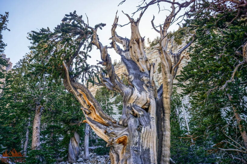 Exploring Great Basin National Park: Best Tips + Activities