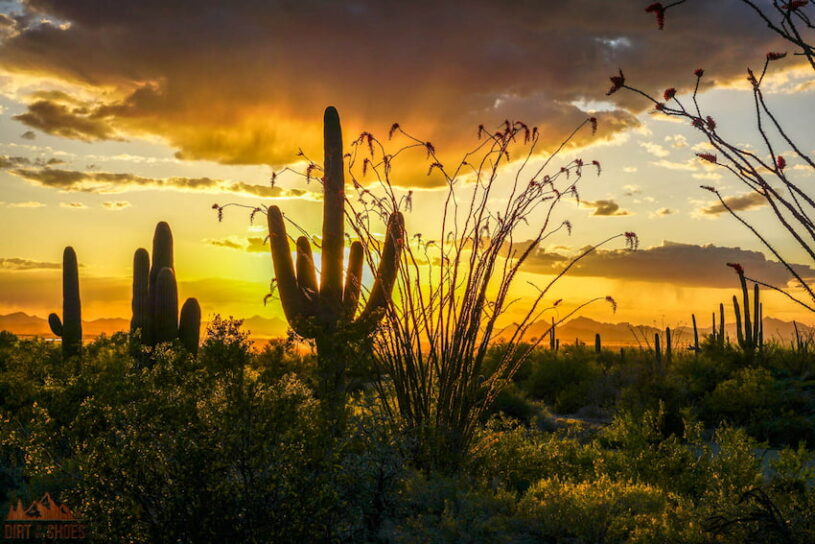 Exploring Saguaro National Park: Best Tips + Activities
