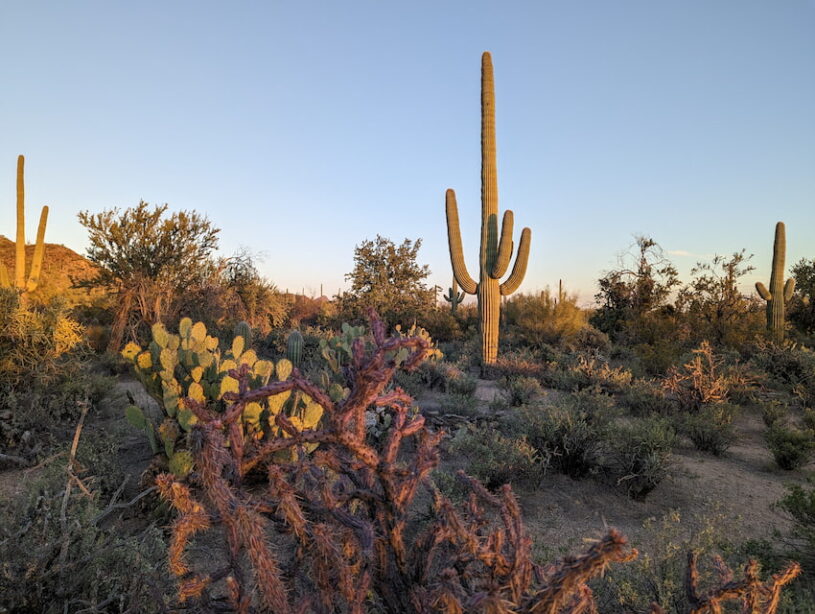 Exploring Saguaro National Park: Best Tips + Activities